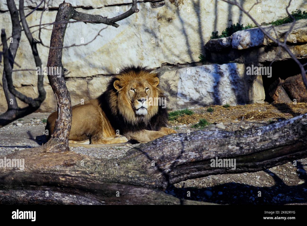 Wild animals in captivity, lion, Tete d'Or park, Lyon, France, 1996 ...