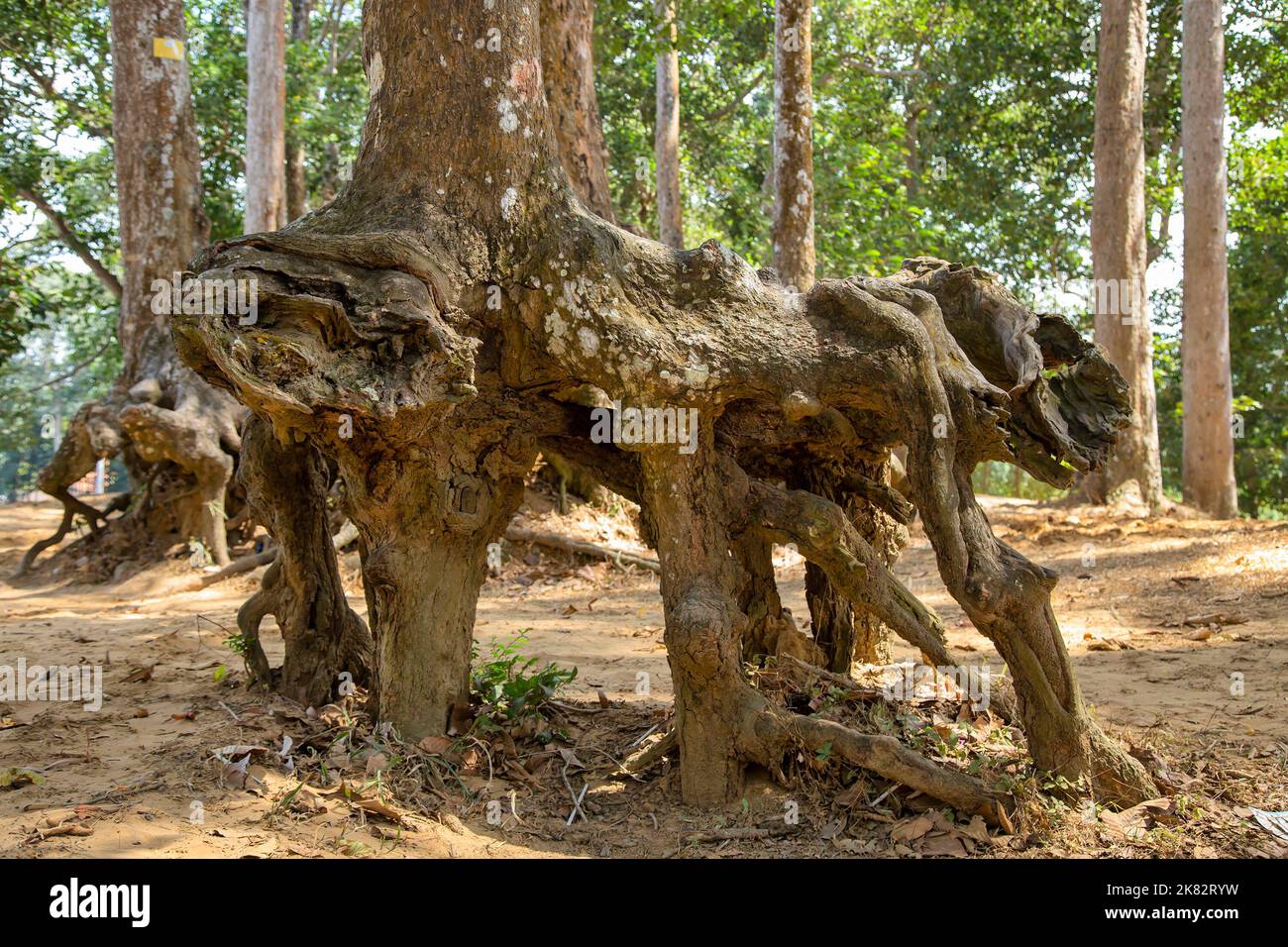 The strange roots of ancient trees along Ba Om Lake, a famous tourist ...