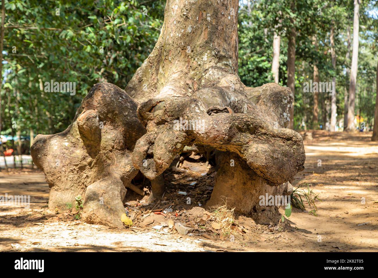 The strange roots of ancient trees along Ba Om Lake, a famous tourist ...