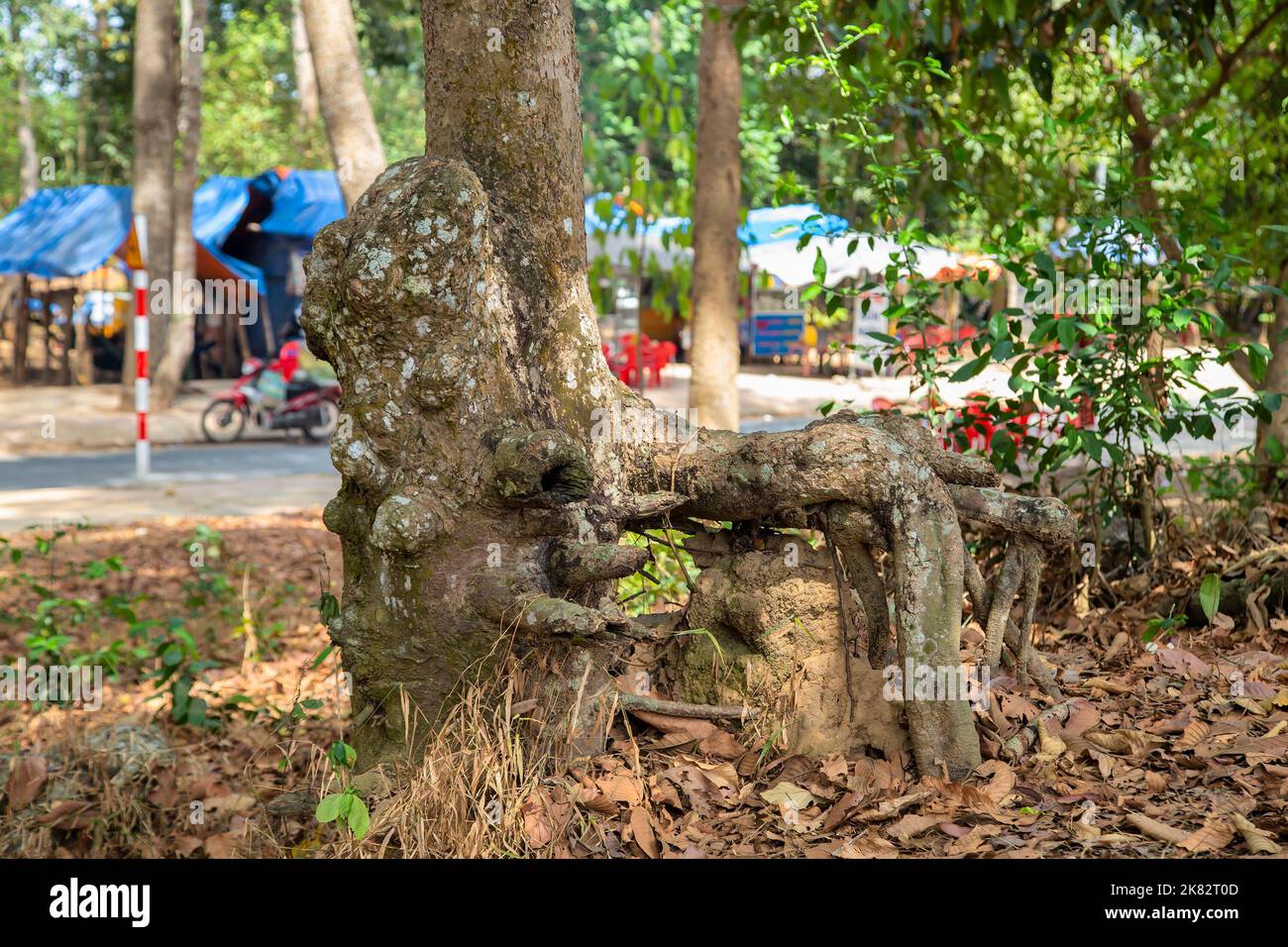 The strange roots of ancient trees along Ba Om Lake, a famous tourist ...