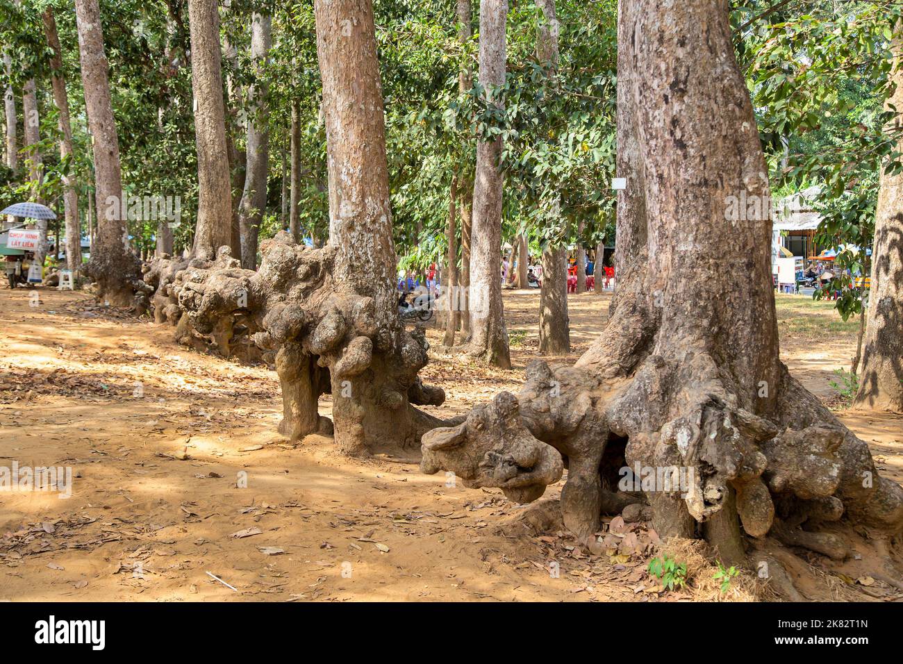 The strange roots of ancient trees along Ba Om Lake, a famous tourist ...