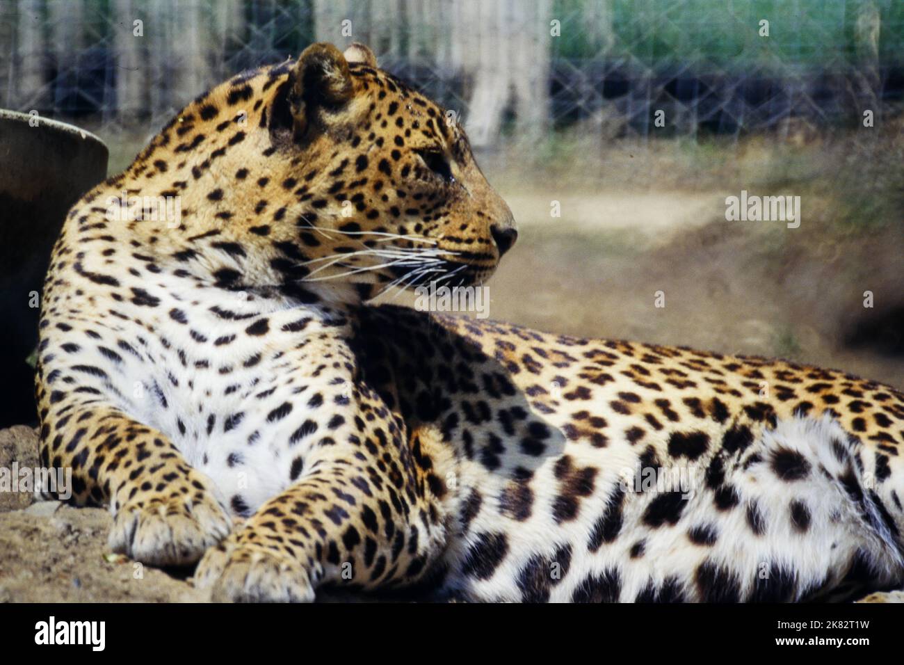 Wild animals in captivity, cheetah, Tete d'Or park, Lyon, France, 1996 ...
