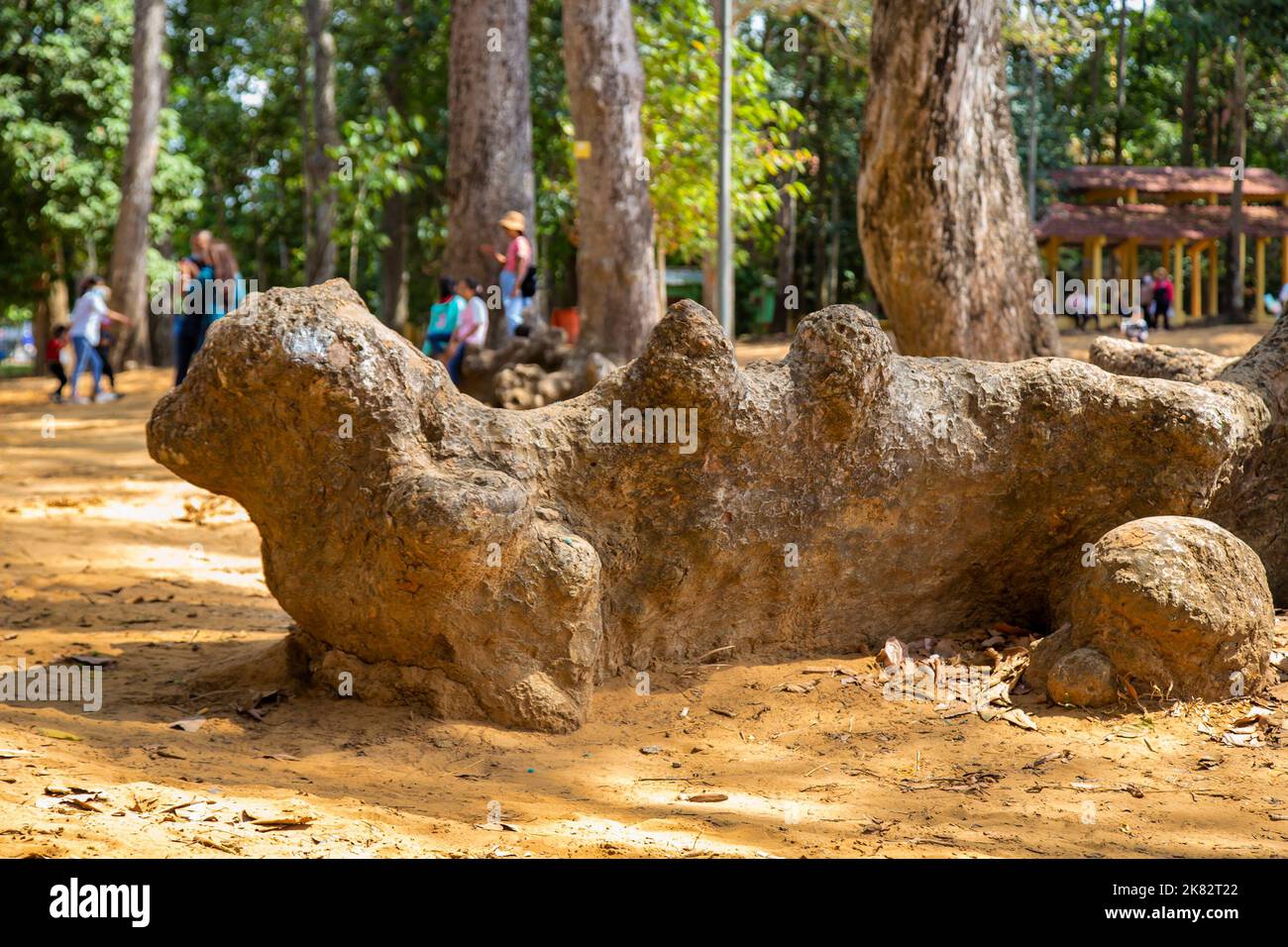 The strange roots of ancient trees along Ba Om Lake, a famous tourist ...