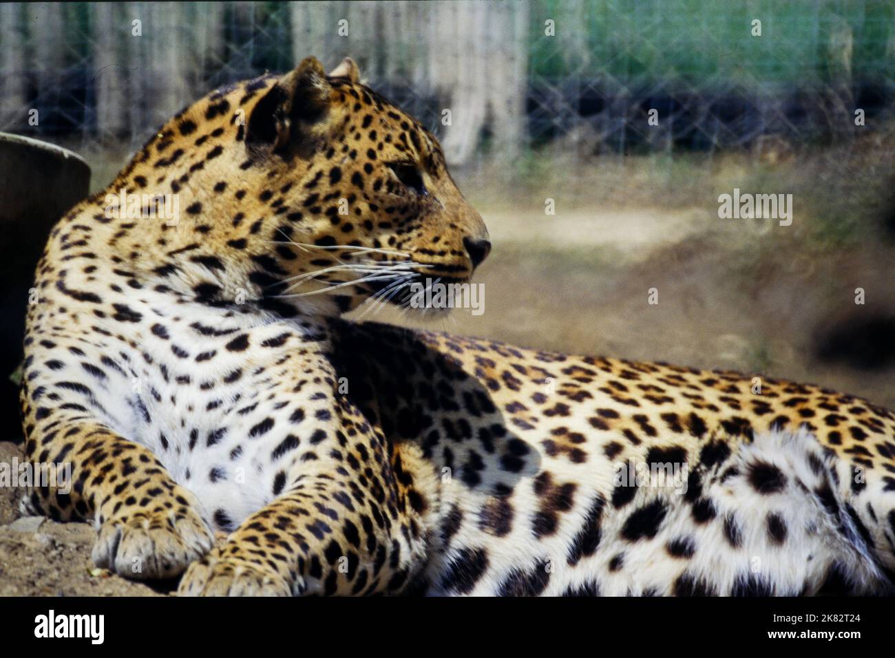 Wild animals in captivity, cheetah, Tete d'Or park, Lyon, France, 1996 ...