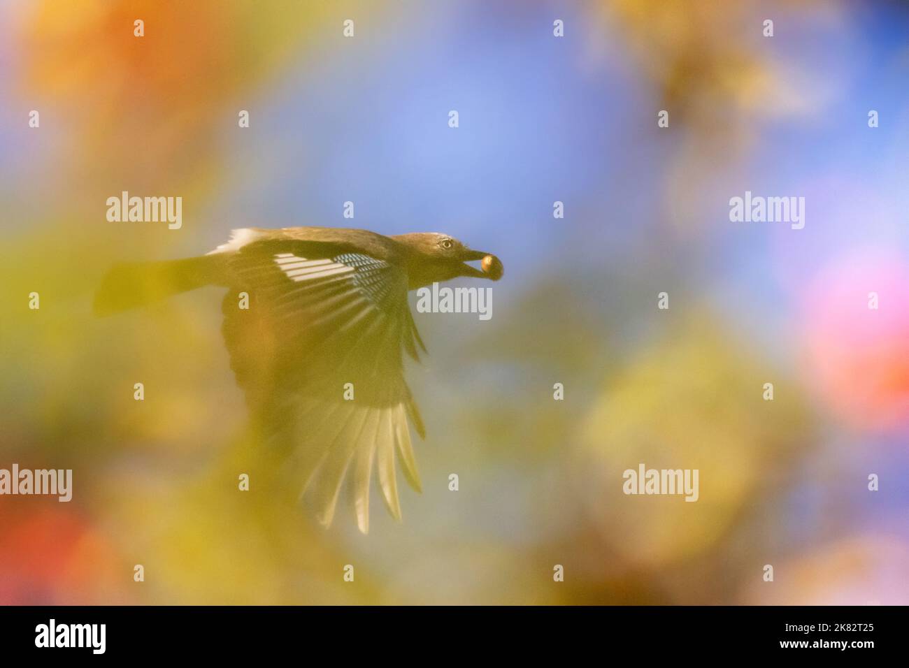 Eurasian jay flying hi-res stock photography and images - Alamy