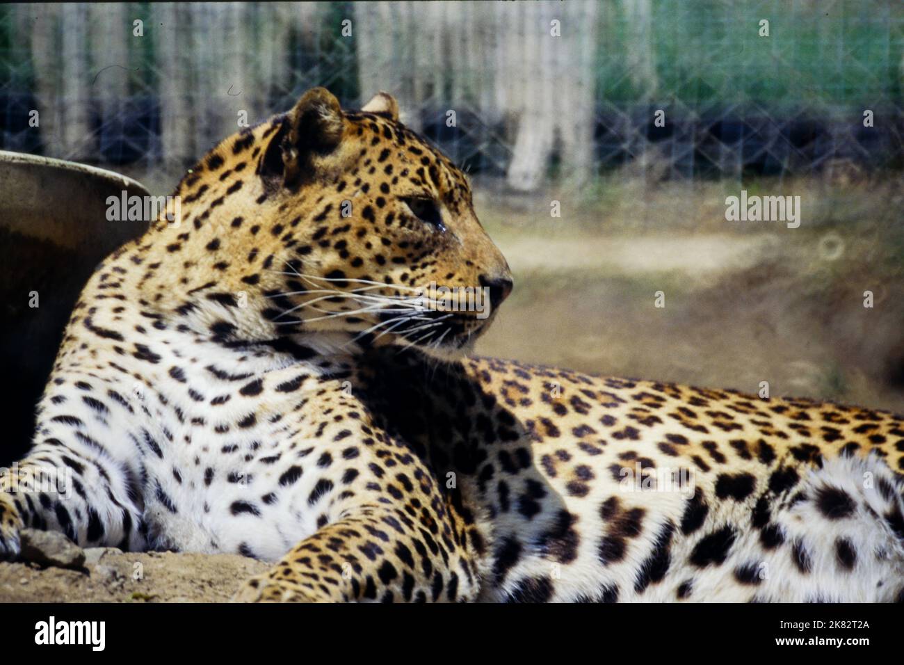 Wild animals in captivity, cheetah, Tete d'Or park, Lyon, France, 1996 ...