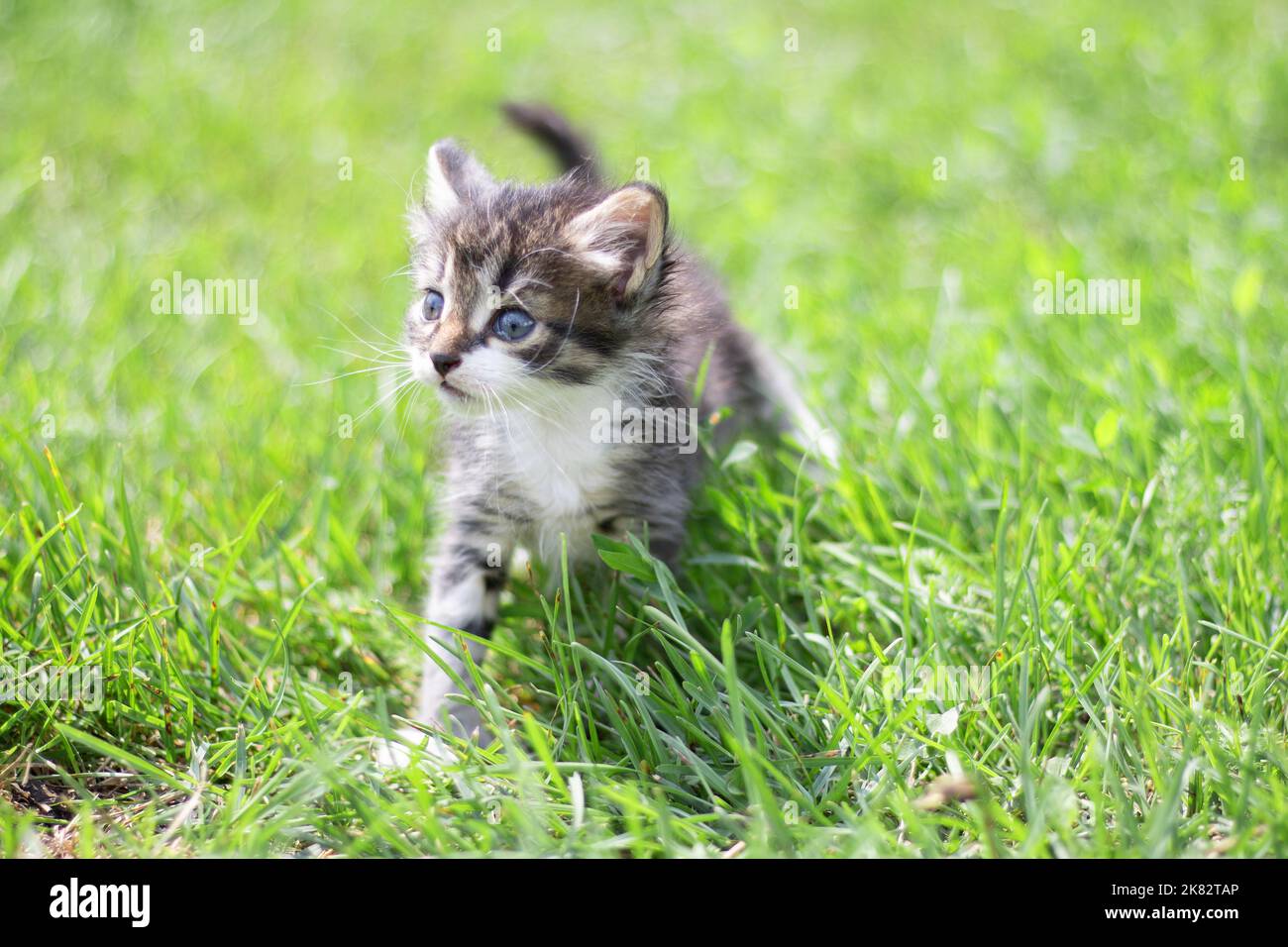 Striped cat kitten playing runs around on the green grass lawn in the ...
