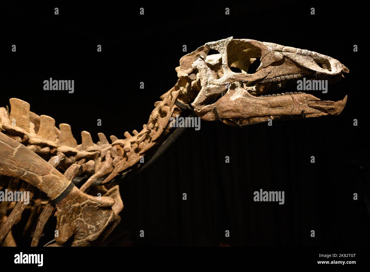 Auction of the skeleton of the dinosaur Zephyr at the Hôtel Drouot, on ...