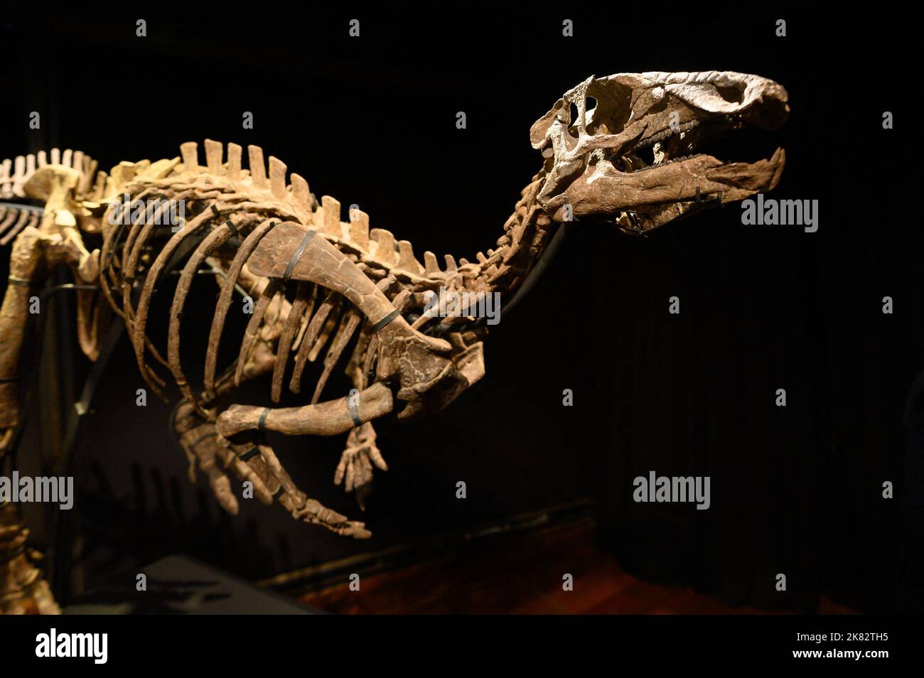 Auction of the skeleton of the dinosaur Zephyr at the Hôtel Drouot, on ...