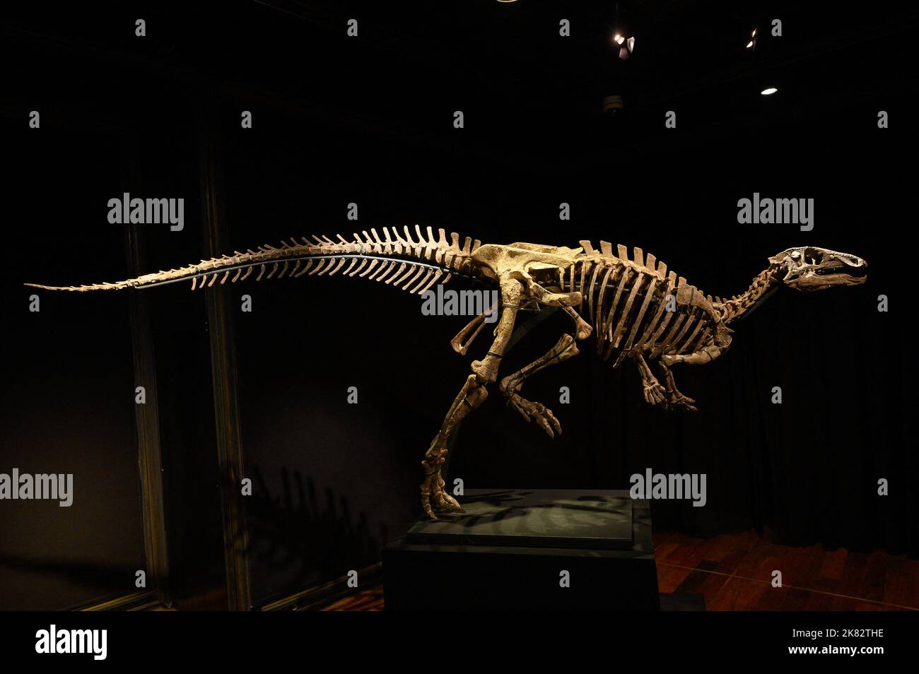 Auction of the skeleton of the dinosaur Zephyr at the Hôtel Drouot, on ...