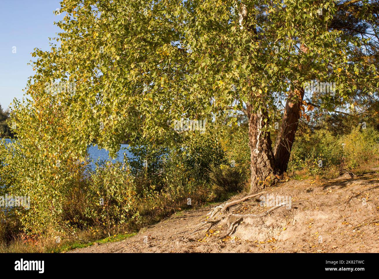 birch trees in National Park Maasduinen in the Netherlands Stock Photo ...
