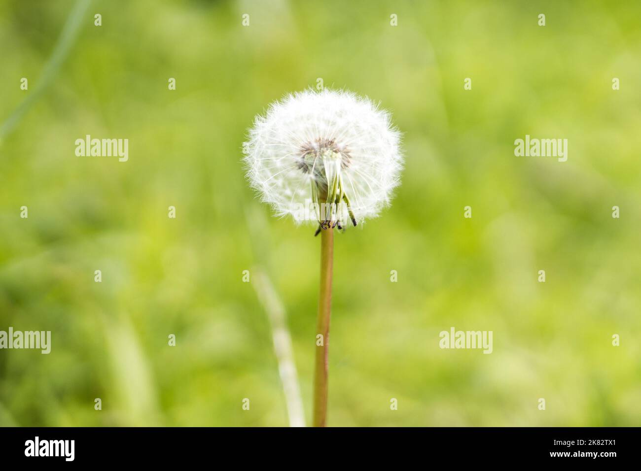 White dandelion seeds hi-res stock photography and images - Alamy