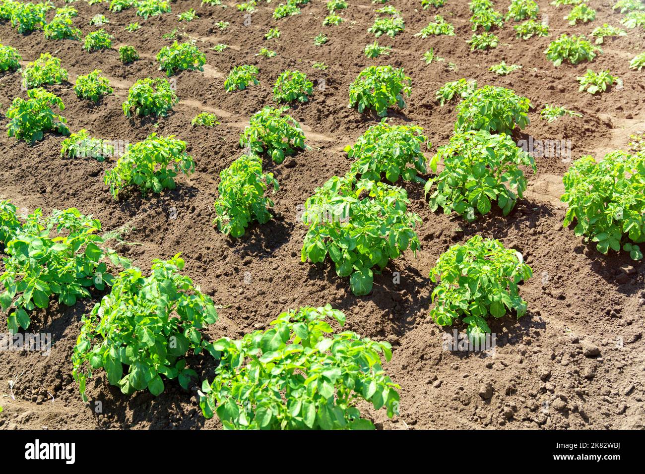 Potato plantations grow in the field. Vegetable rows. agriculture, agriculture. Selective focus ...