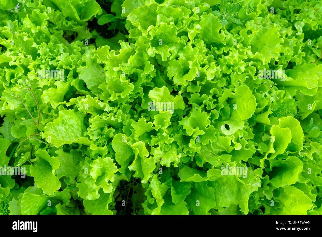Planting lettuce texture on an organic farm for the health market. A ...