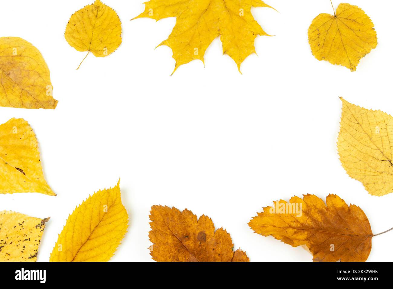 Colorful autumn leaves isolated on white background Stock Photo - Alamy