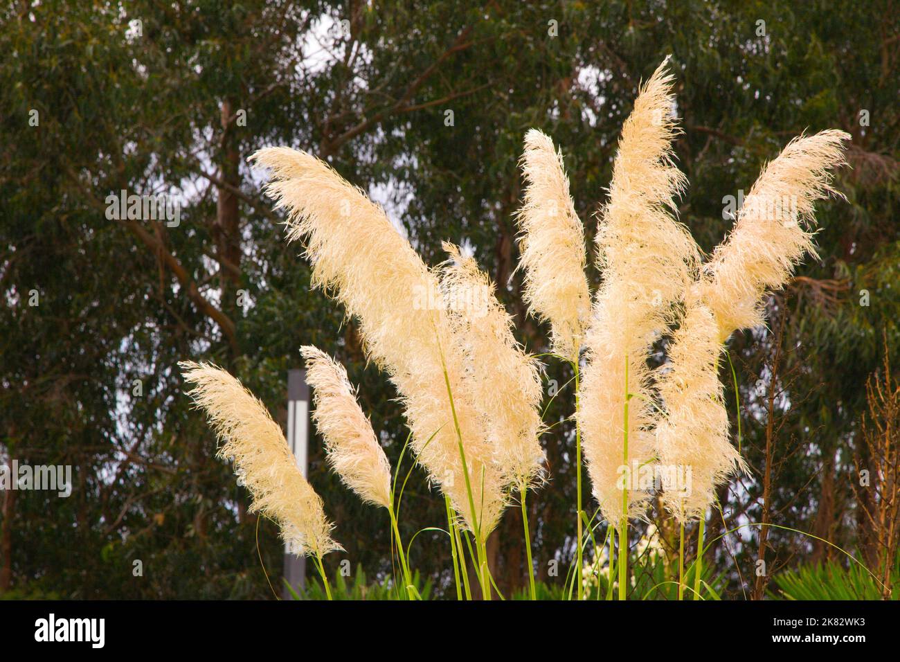 Portugal, Madeira, Cabo Girao, tall grass Stock Photo - Alamy