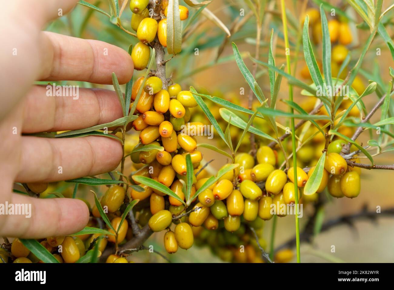 Sea buckthorn growing on a tree close up Hippophae rhamnoides. Medical ...
