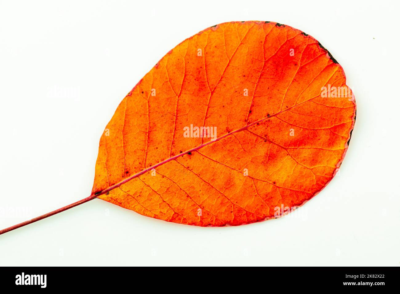 Colorful autumn leaves isolated on white background Stock Photo - Alamy