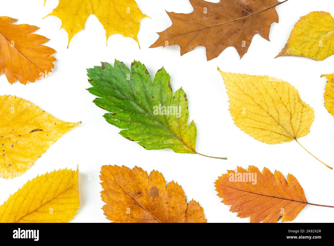 Colorful autumn leaves isolated on white background Stock Photo - Alamy