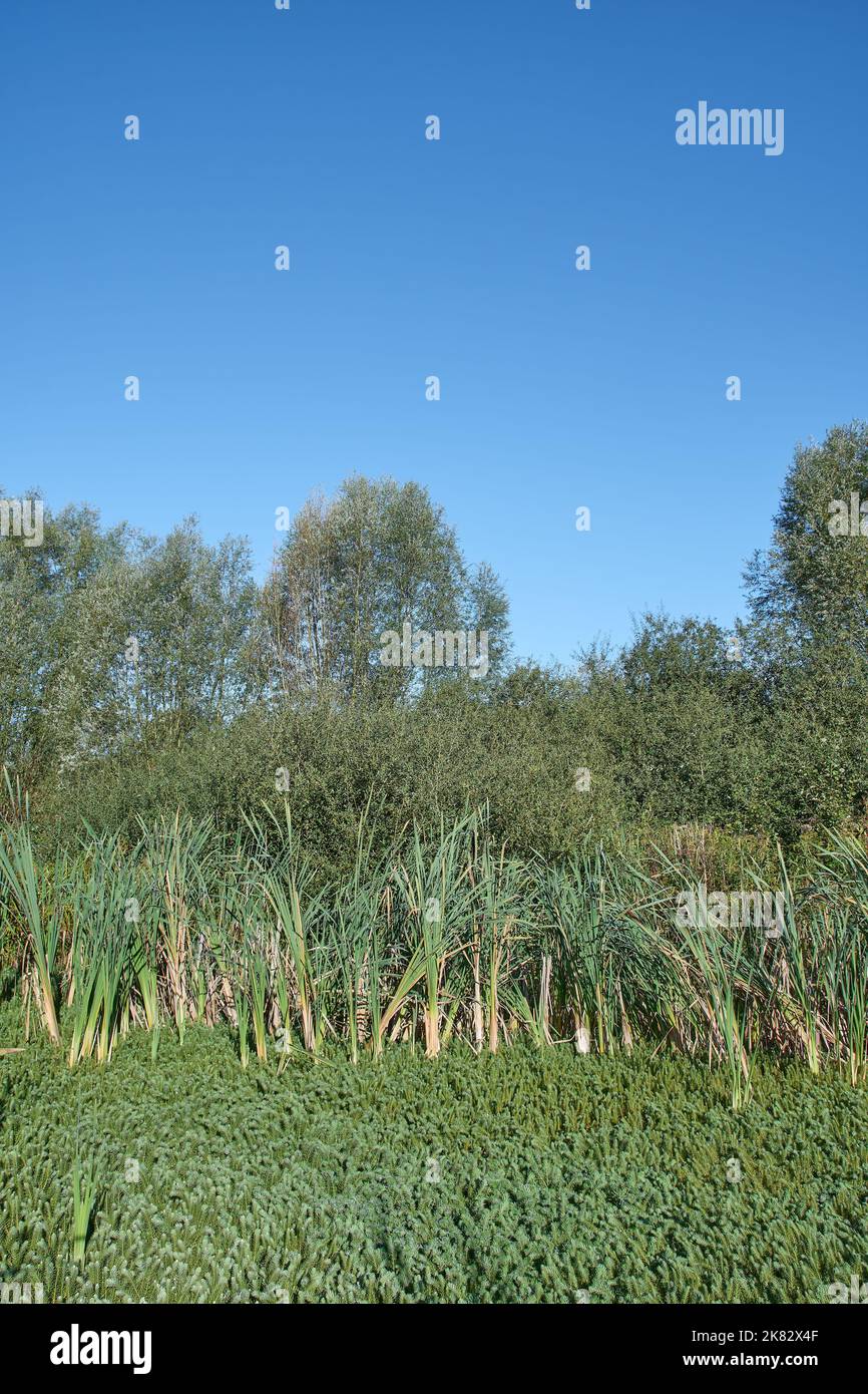 Mare's tail plant hi-res stock photography and images - Alamy