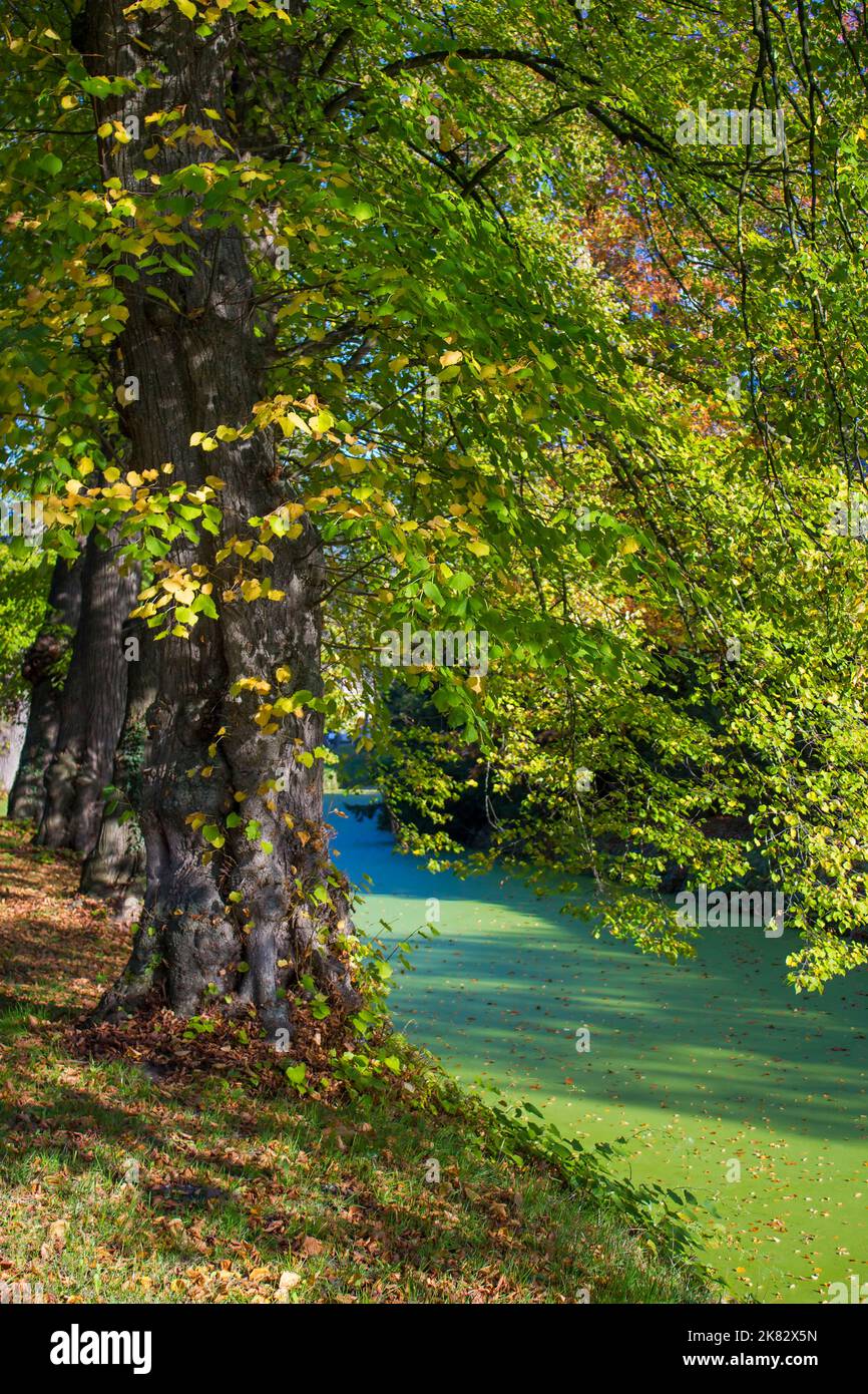 Old trees in the park, castle Wissen, Weeze, Germany Stock Photo - Alamy