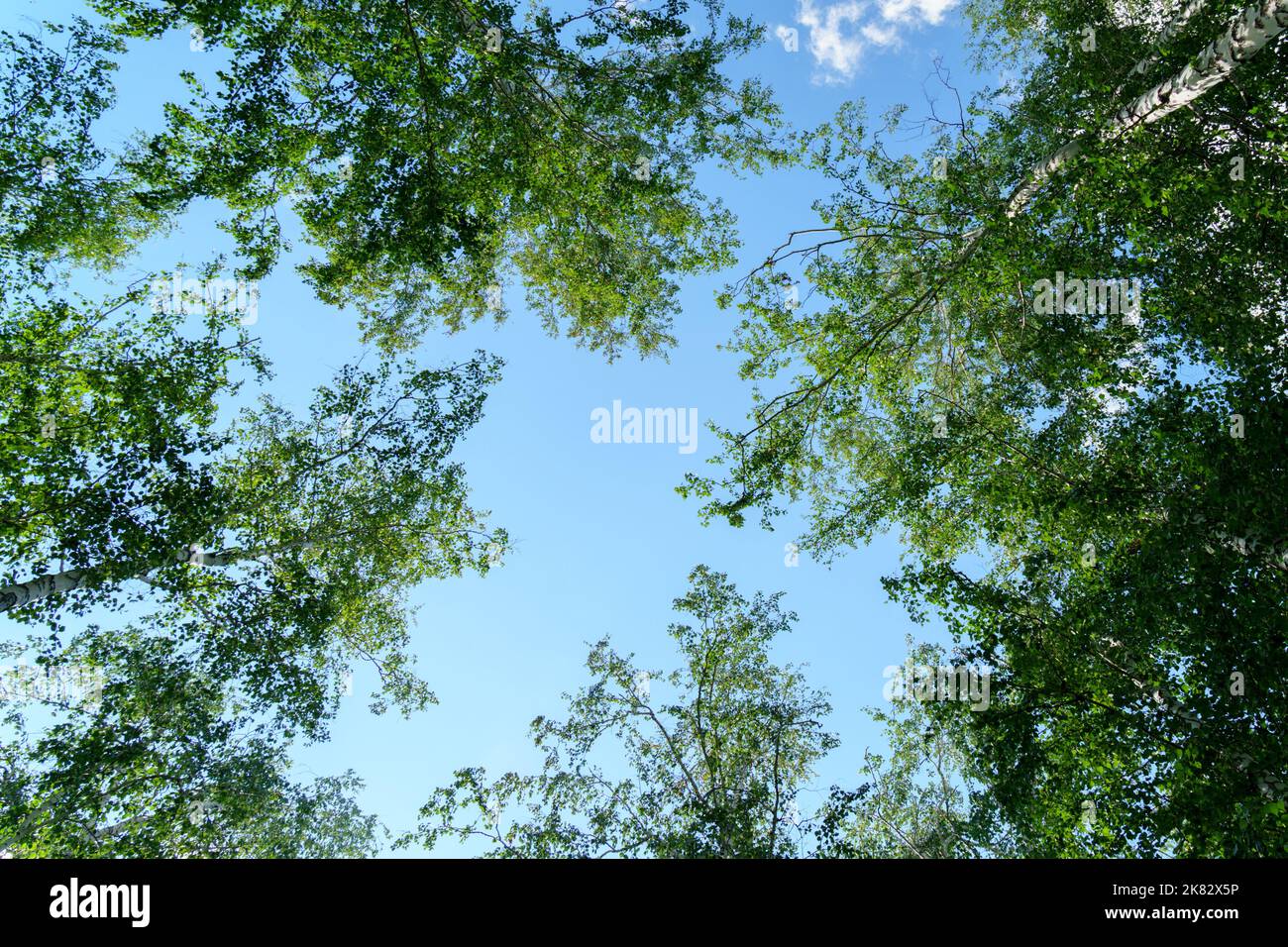 Trees with green leaves in the forest, looking up. Nature, background ...