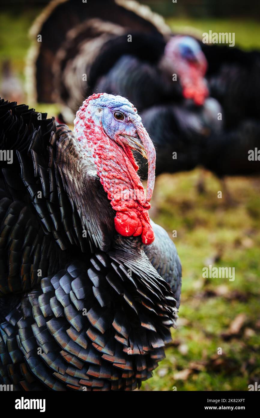Free range bronze turkeys on a farm in Yorkshire, England, UK Stock ...