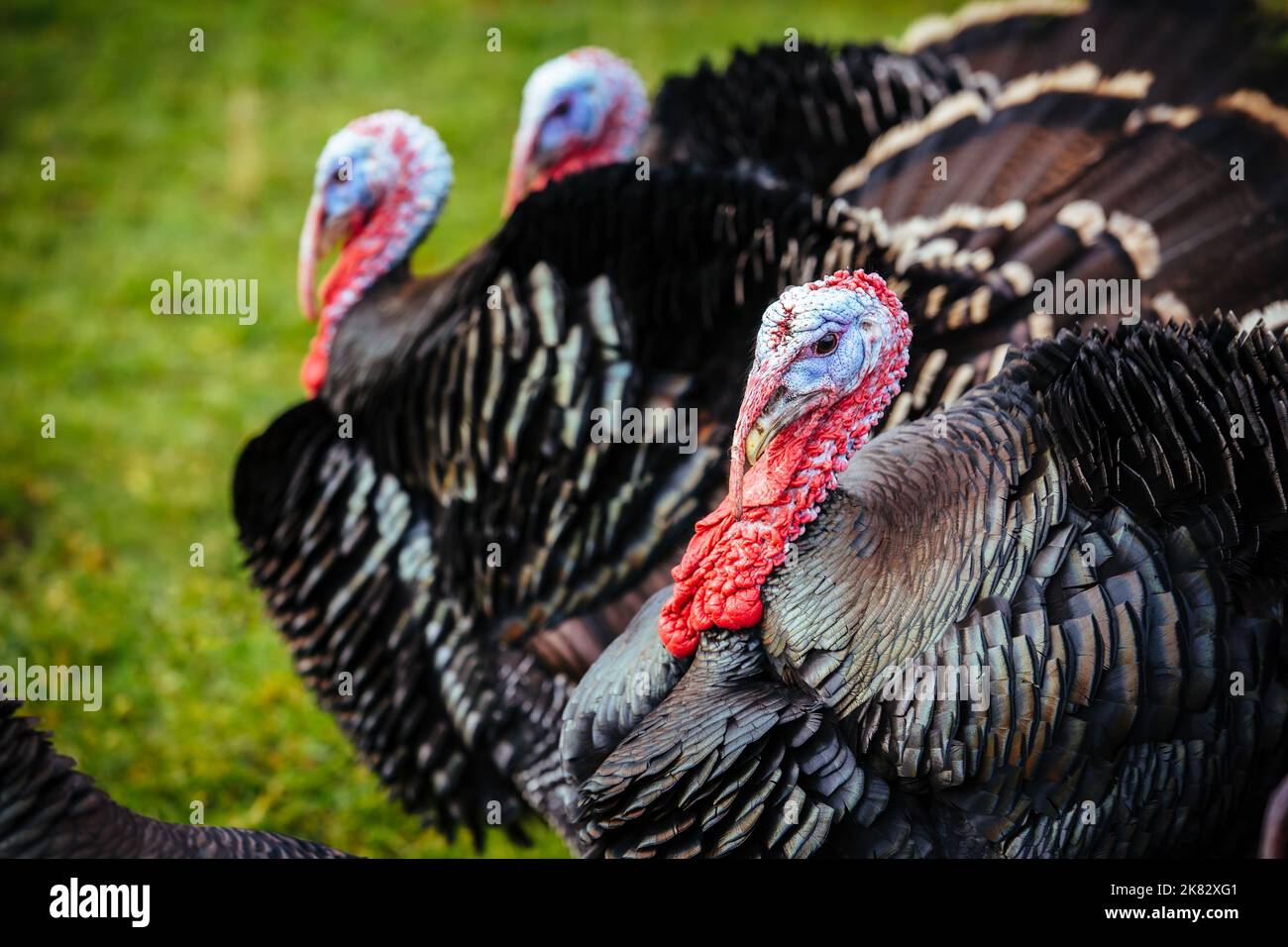 Free range bronze turkeys on a farm in Yorkshire, England, UK Stock ...