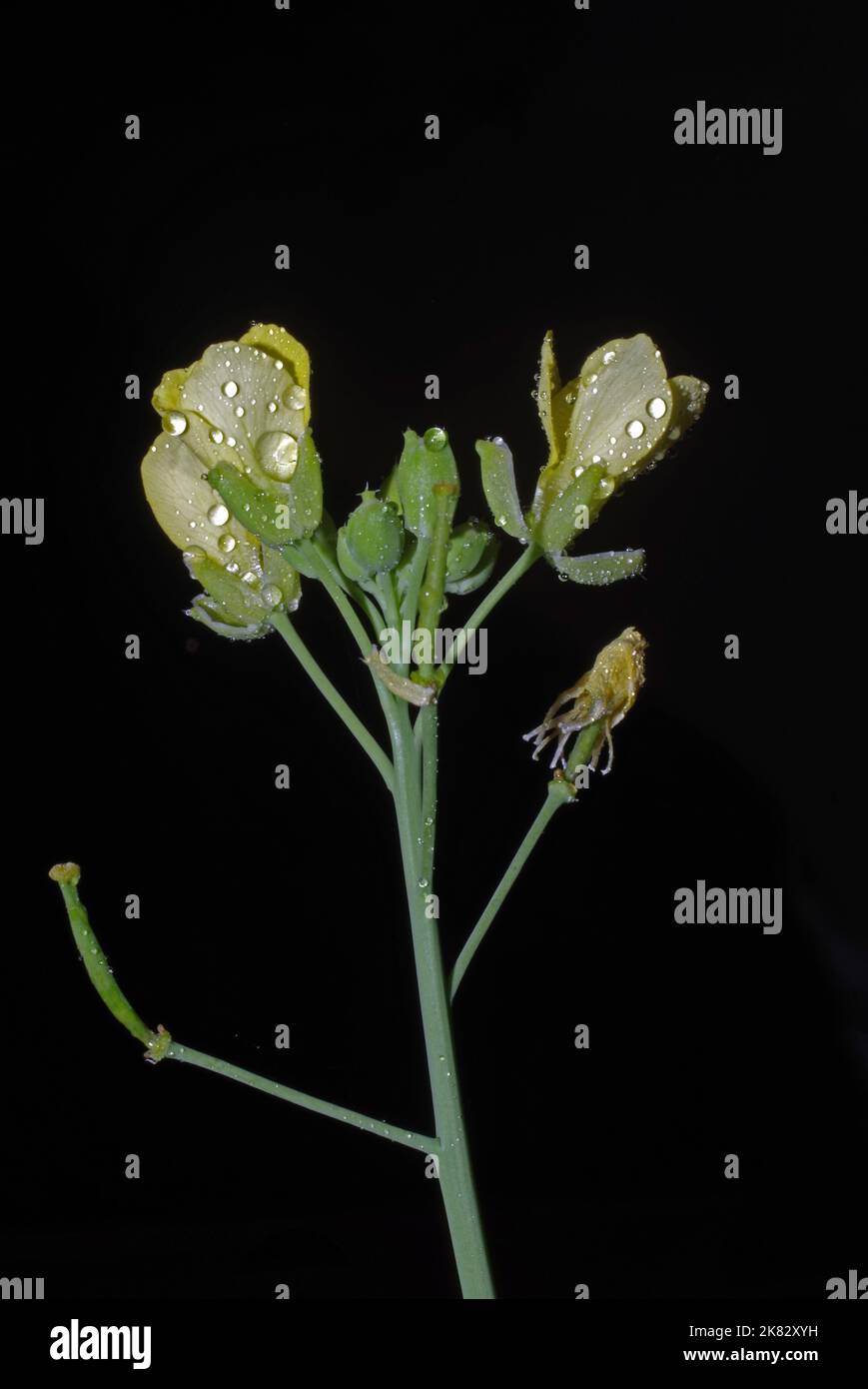 Eruca vesicaria sativa hi-res stock photography and images - Alamy