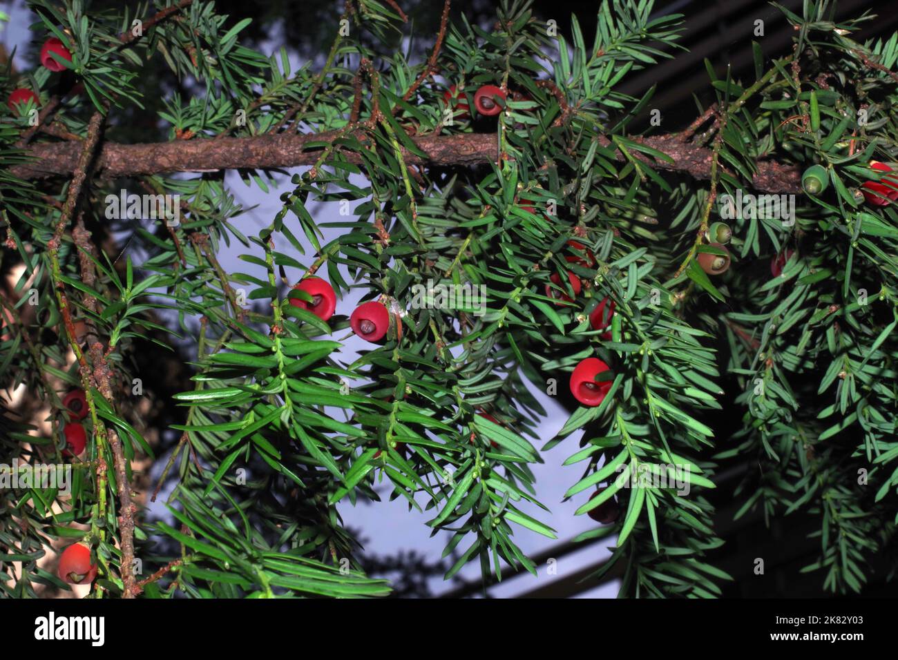 Yew tree with (taxus baccata) berries in Sardinian garden Stock Photo ...