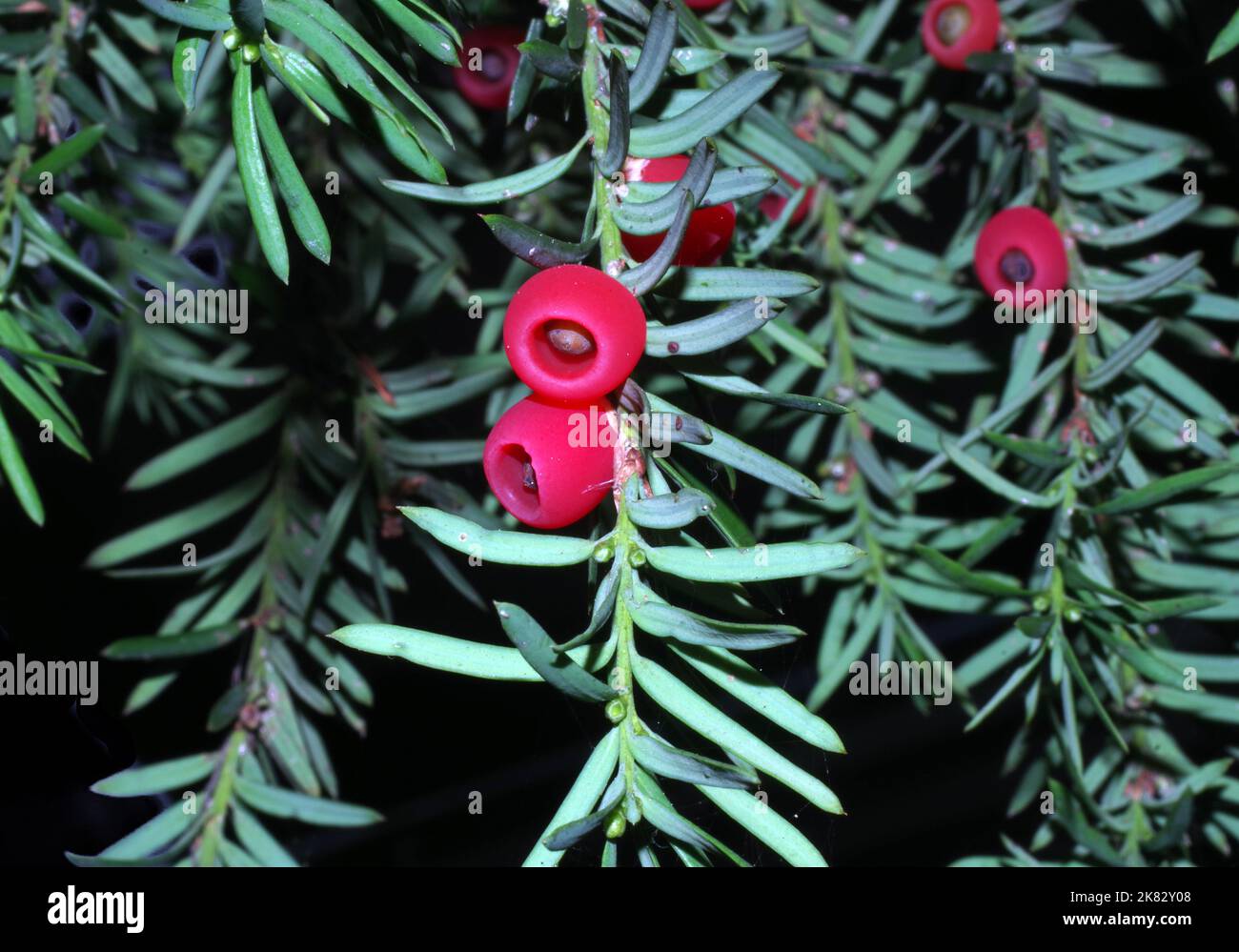 Yew tree with (taxus baccata) berries in Sardinian garden Stock Photo ...