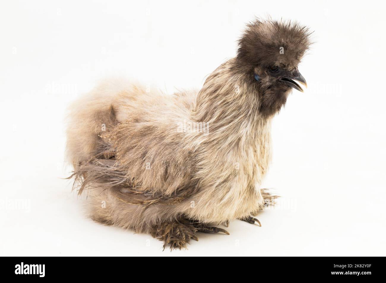 Grey Polish Poland Chicken isolated on white background Stock Photo - Alamy