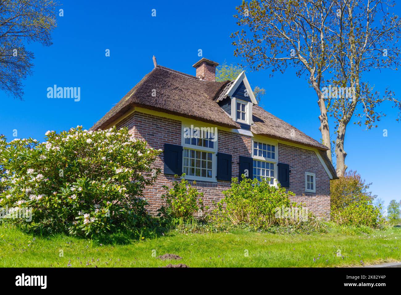 typical dutch houses with straw roofing in the famous village of ...