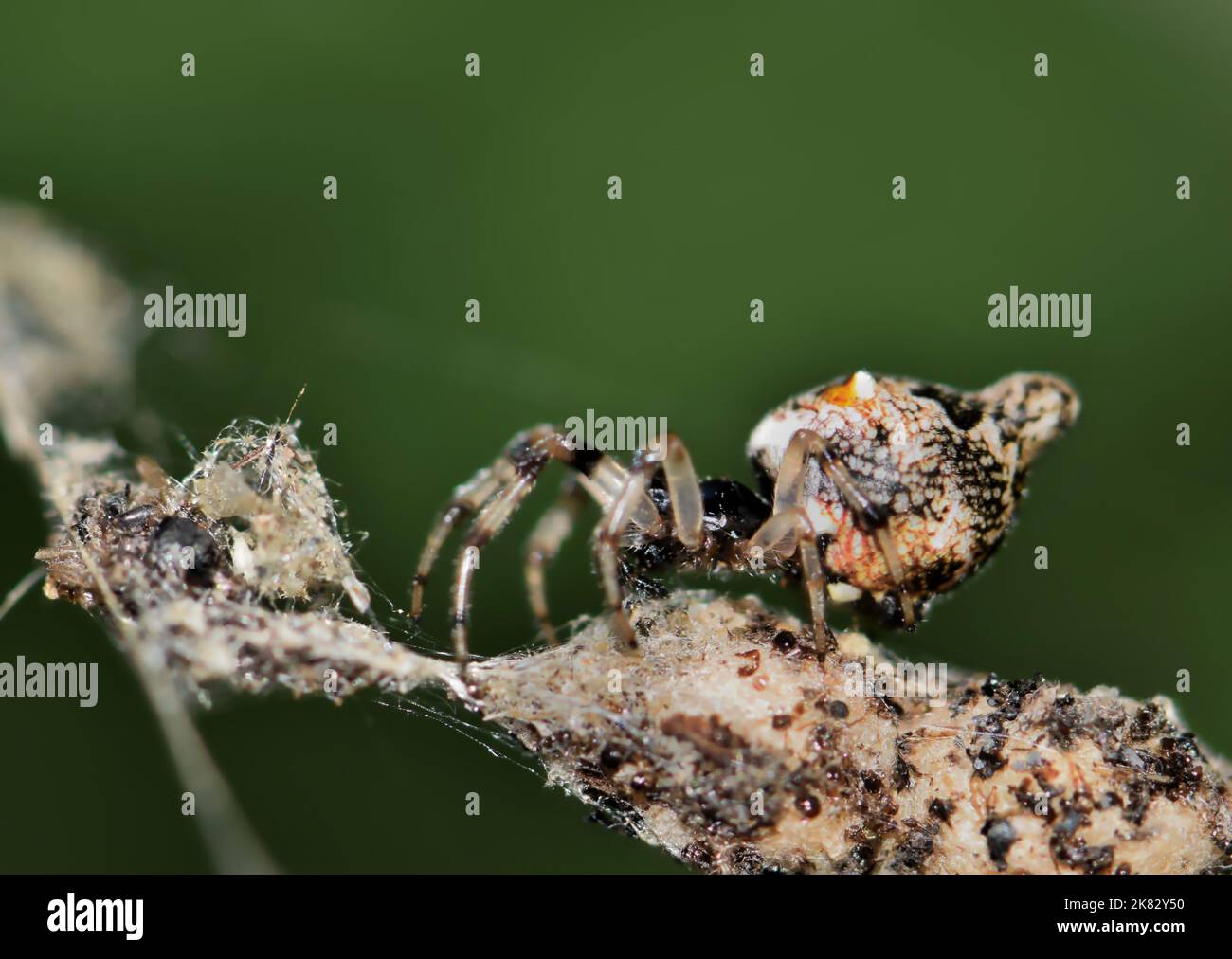 Insect husks hi-res stock photography and images - Alamy