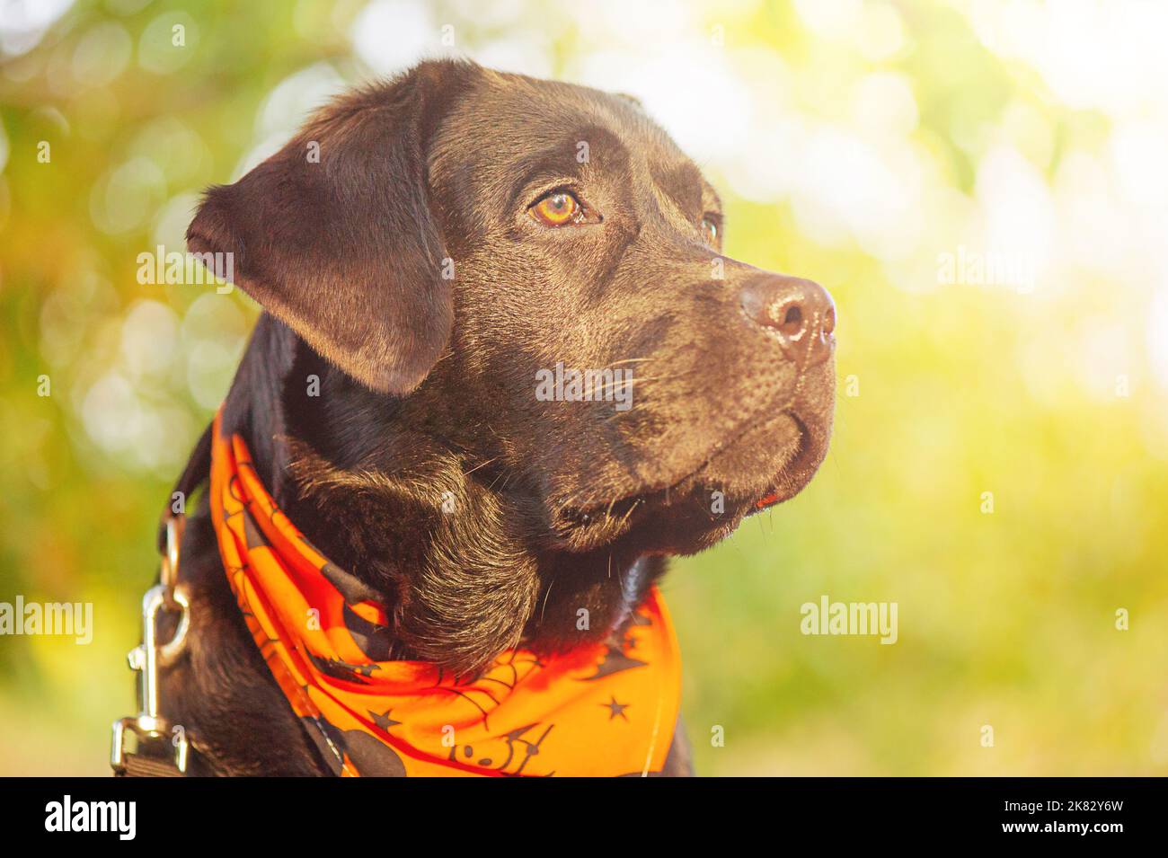 Labrador retriever in an orange bandana for Halloween. Dog on a leash ...