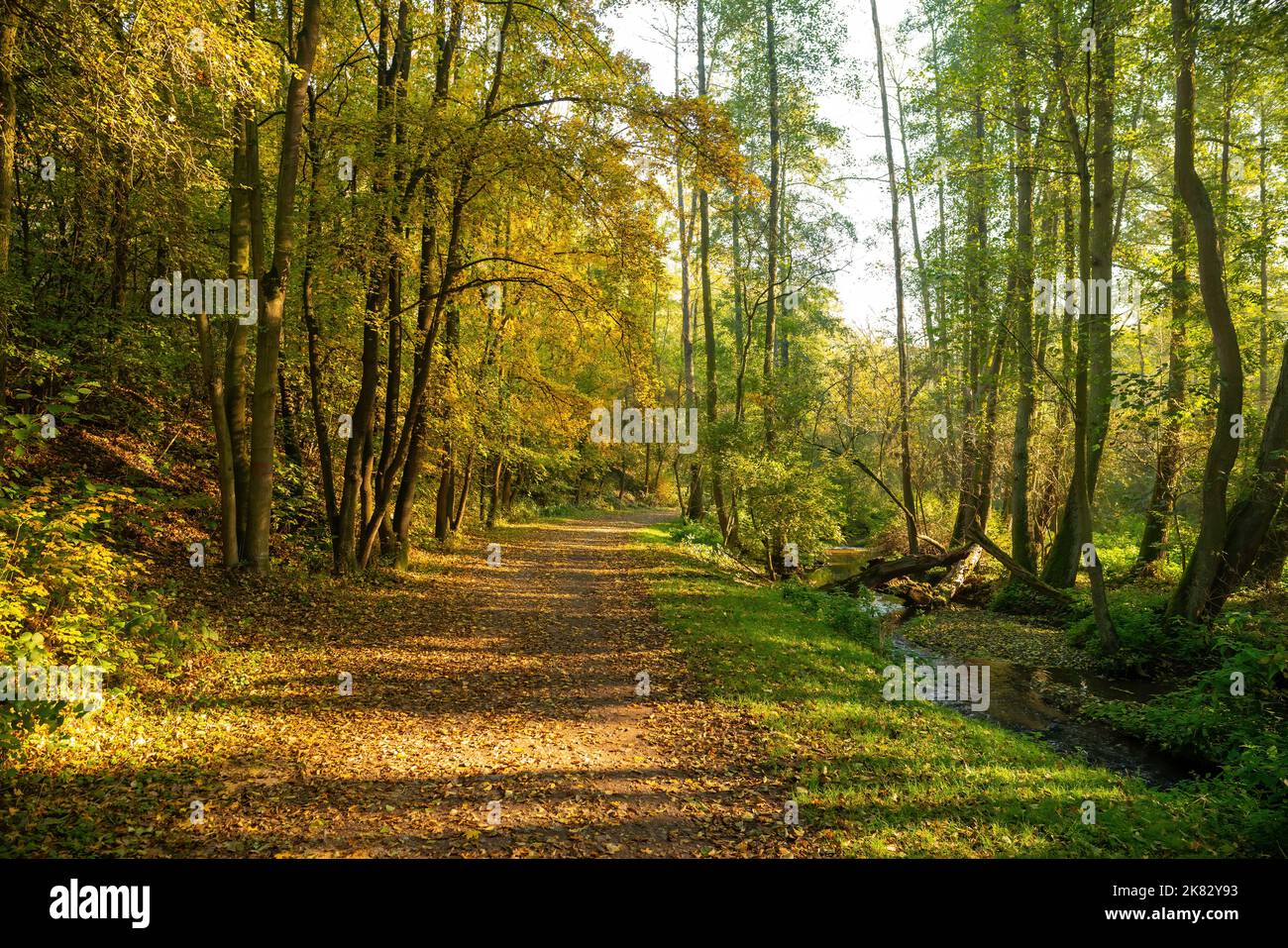 Colorful Autumn Forest Path with leaves - beautiful fall scenery Stock ...