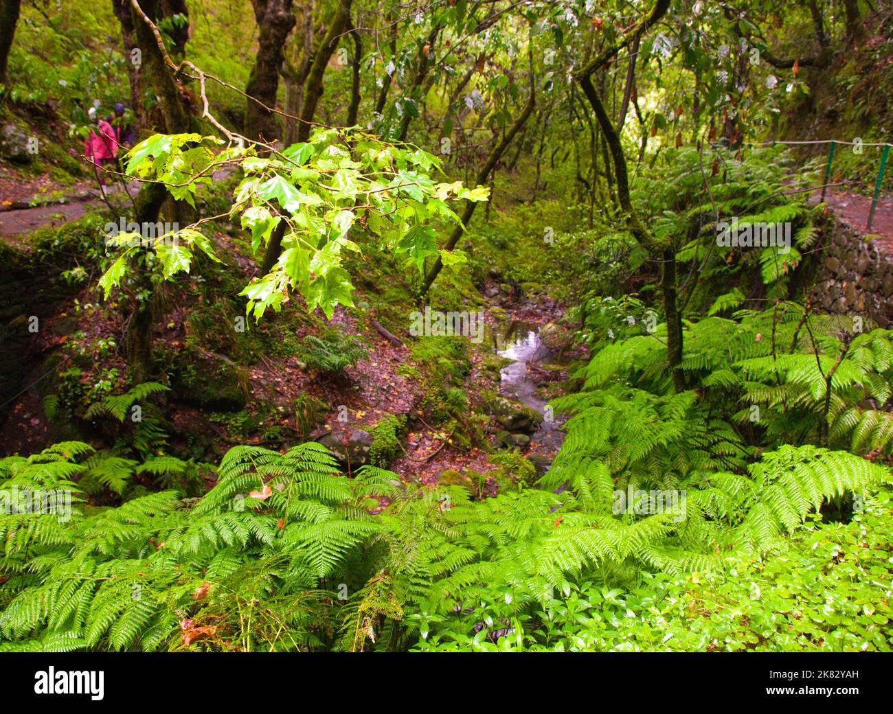 Portugal, Madeira, Balcoes, rain forest Stock Photo - Alamy