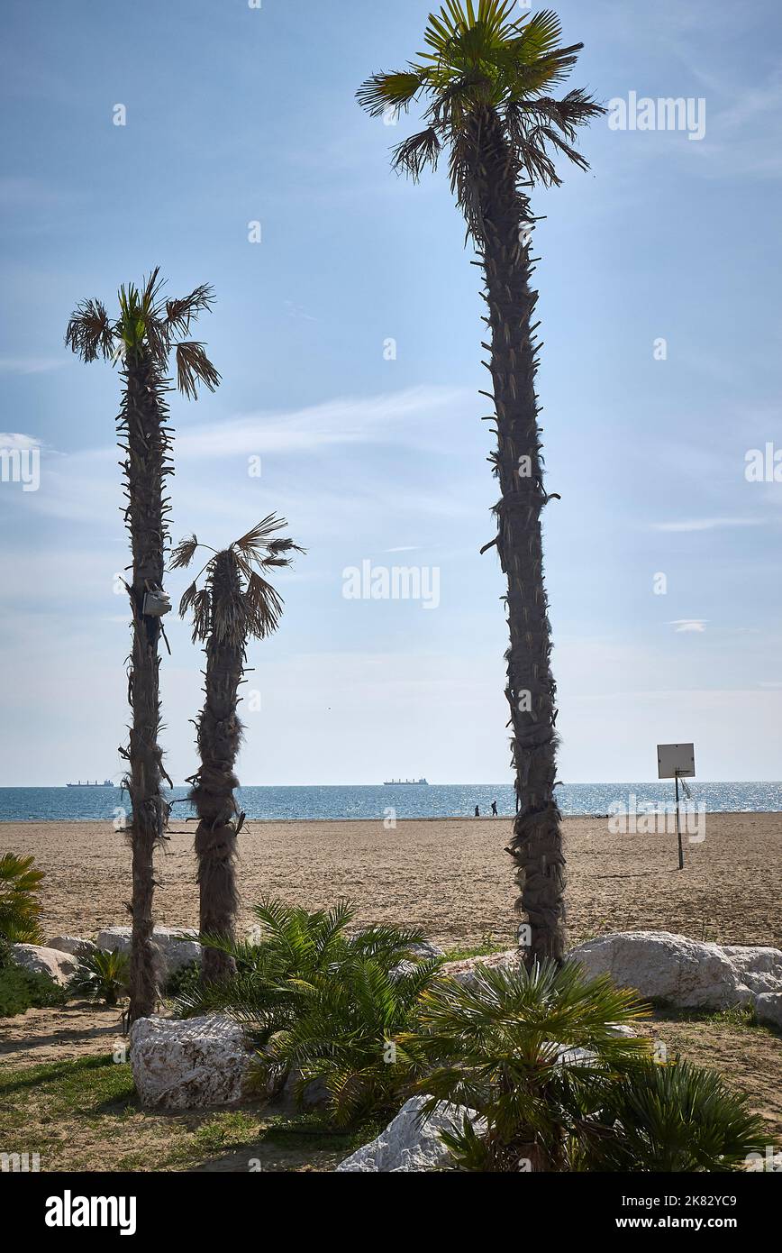 Three lonely palm trees on the deserted Lido in Venice Stock Photo - Alamy