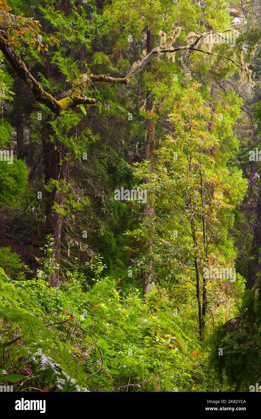 Portugal, Madeira, Parque das Queimadas, rain forest Stock Photo - Alamy