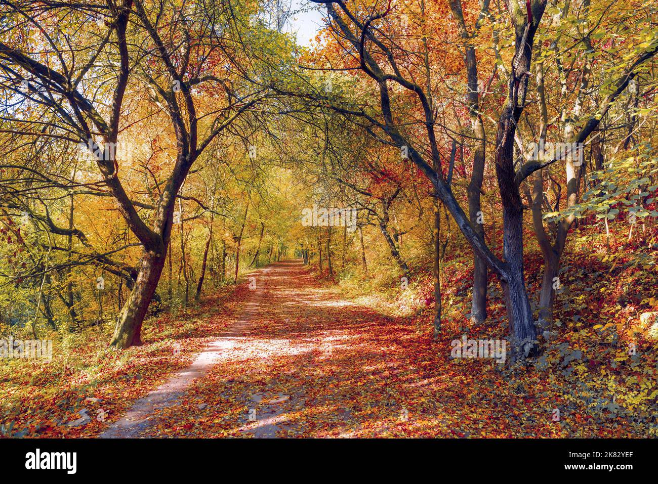 Colorful Autumn Forest Path with leaves - beautiful fall scenery Stock ...