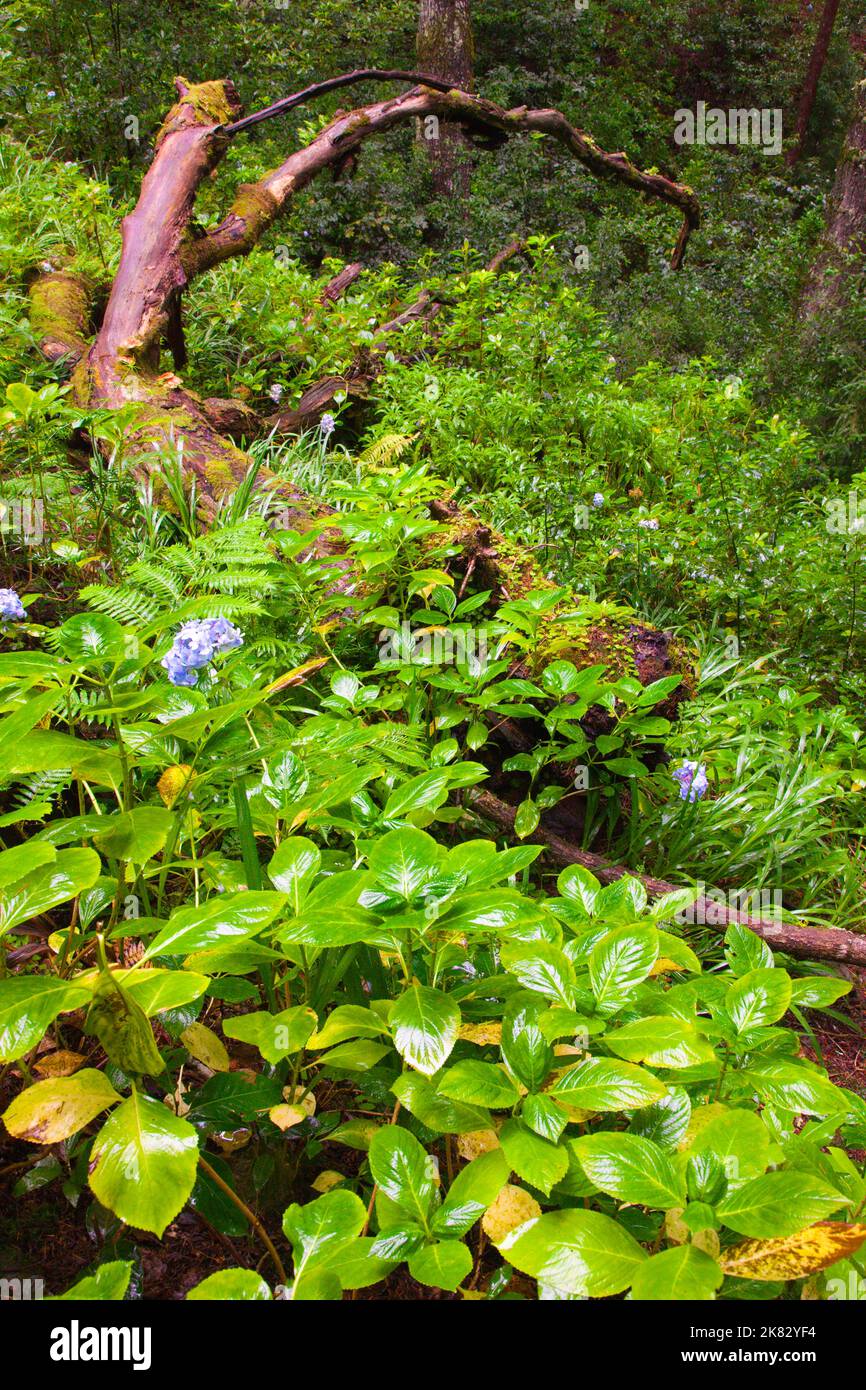 Portugal, Madeira, Parque das Queimadas, rain forest Stock Photo - Alamy