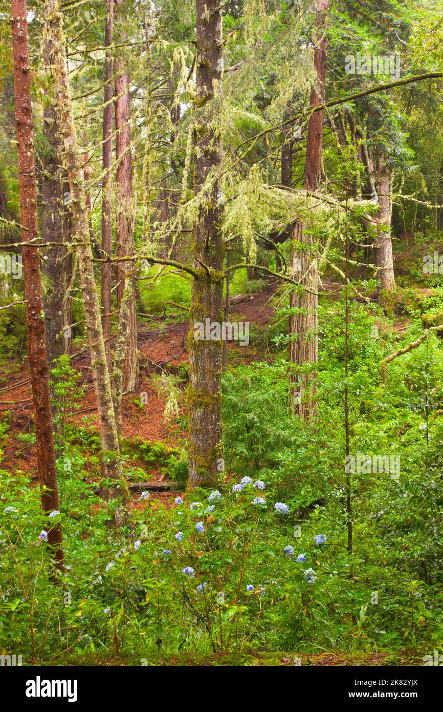 Portugal, Madeira, Parque das Queimadas, rain forest Stock Photo - Alamy