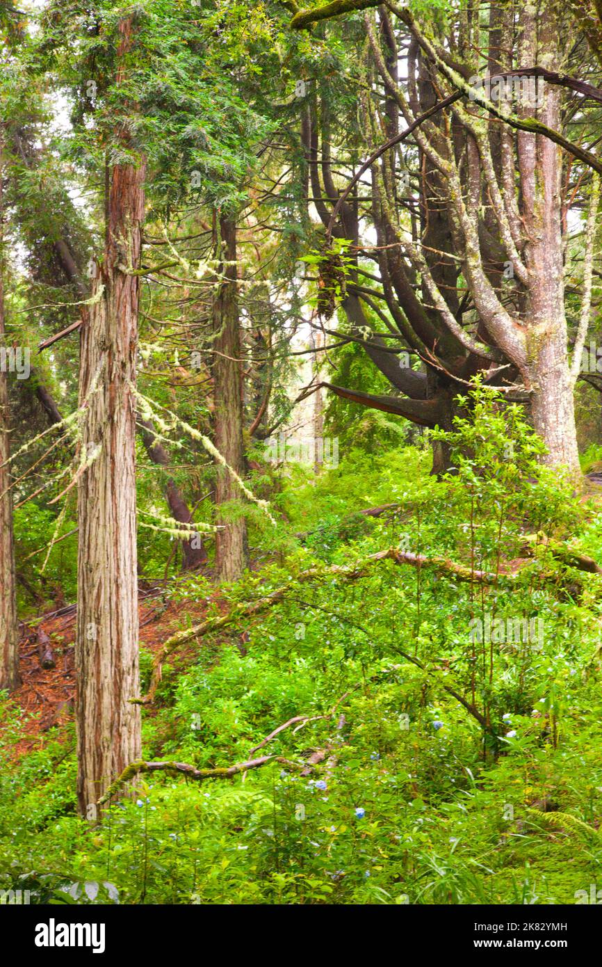 Portugal, Madeira, Parque das Queimadas, rain forest Stock Photo - Alamy