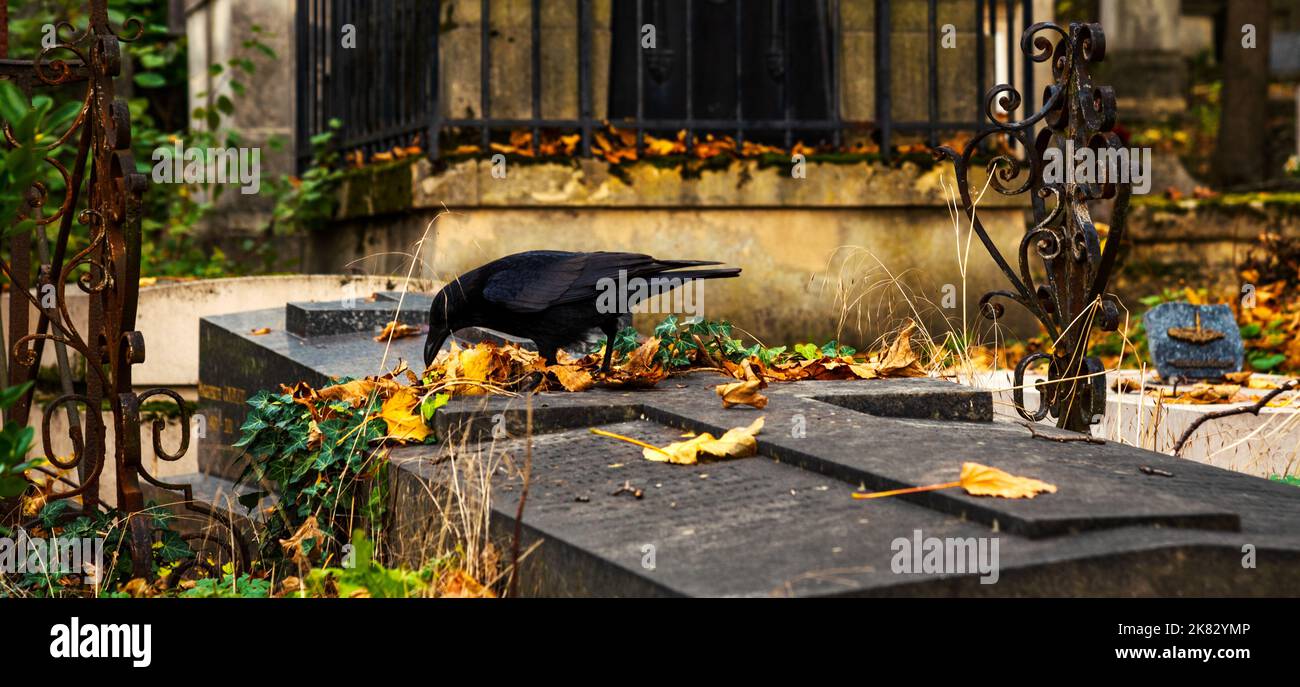Crow on tombstone in All Saints Day at Pere Lachaise cemetery in Paris ...