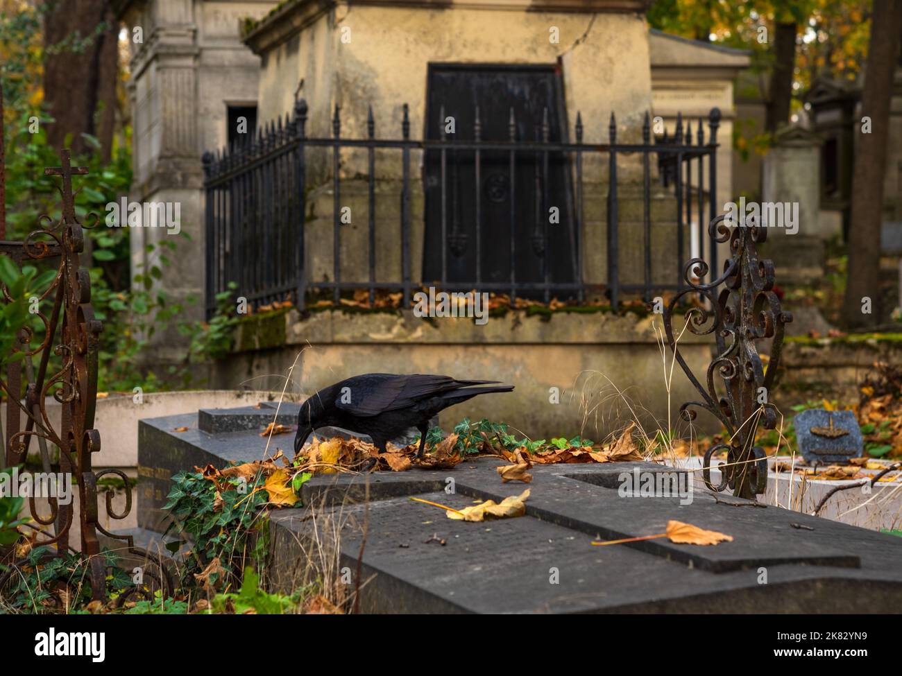 Crow on tombstone in All Saints Day at Pere Lachaise cemetery in Paris ...