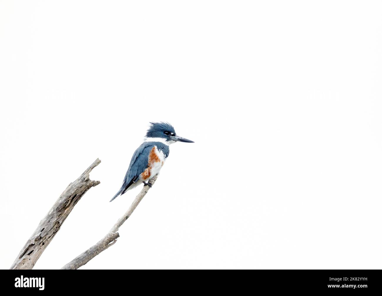 Belted Kingfisher Female Stock Photo - Alamy