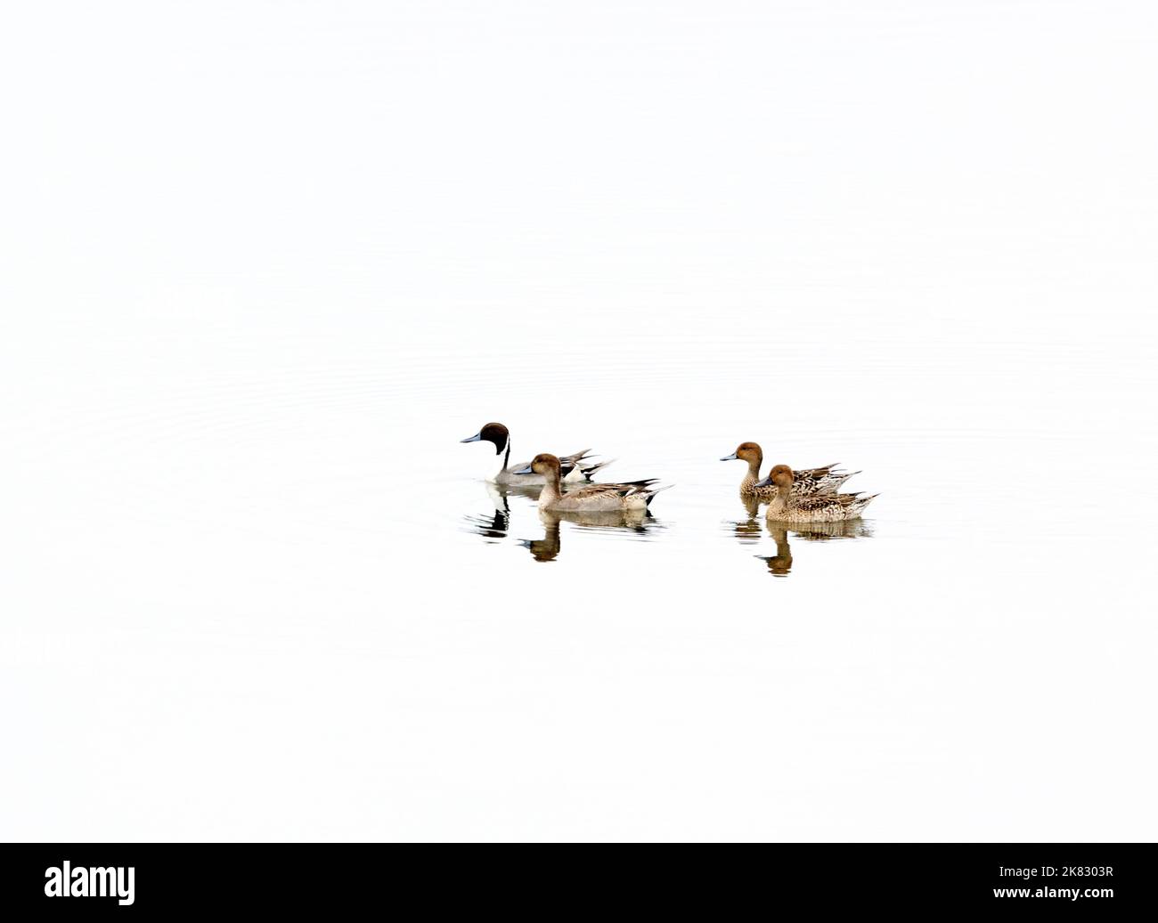 Camo Drake Waterfowl Logo Wallpaper