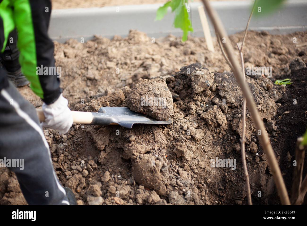 Planting seedlings in ground. Planting plants in ground. People grow ...