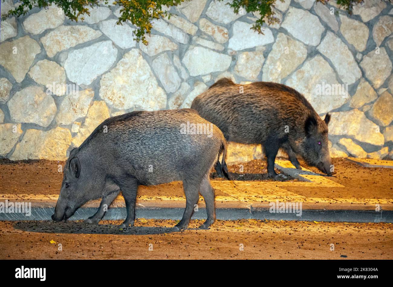 Wild pigs on the streets of Haifa, Israel; always after food Stock ...