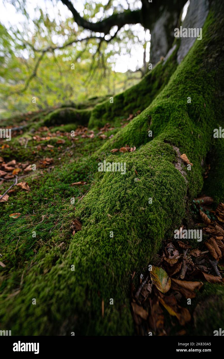 Trunk of an old beech tree covered with green moss in an autumn Gorbea ...